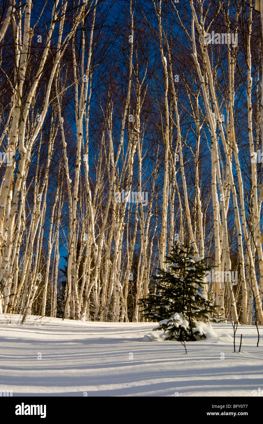 Birch sapling hi-res stock photography and images - Alamy