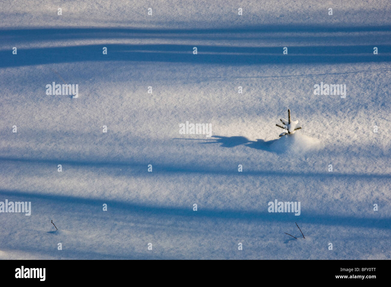 Tree shadows on fresh snow with protruding spruce seedling, Greater ...