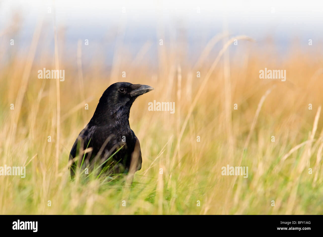 Foraging crow hi-res stock photography and images - Alamy