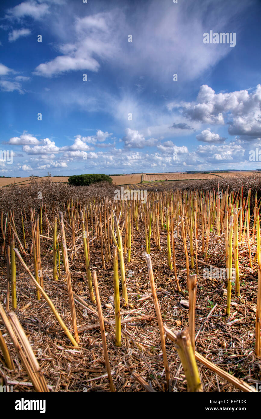 EVENING SUNSHINE ON A FIELD OF CORN STUBBLE AWAITING THE PLOUGH IN THE ...