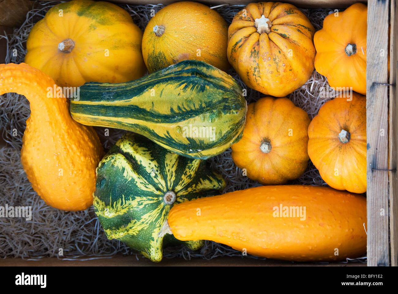 Marrows on display at the market Stock Photo - Alamy