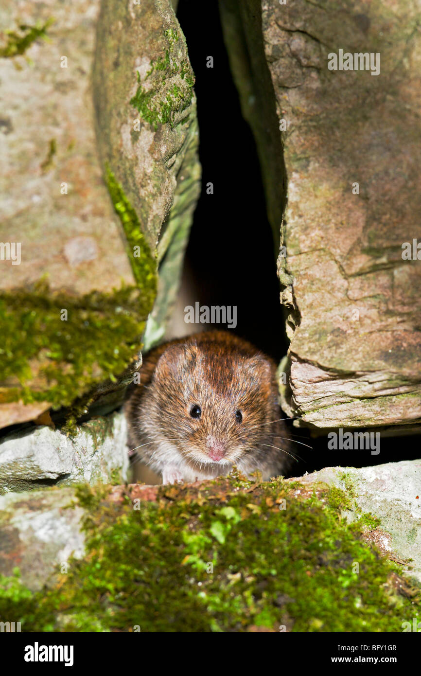 Bank vole hi-res stock photography and images - Alamy
