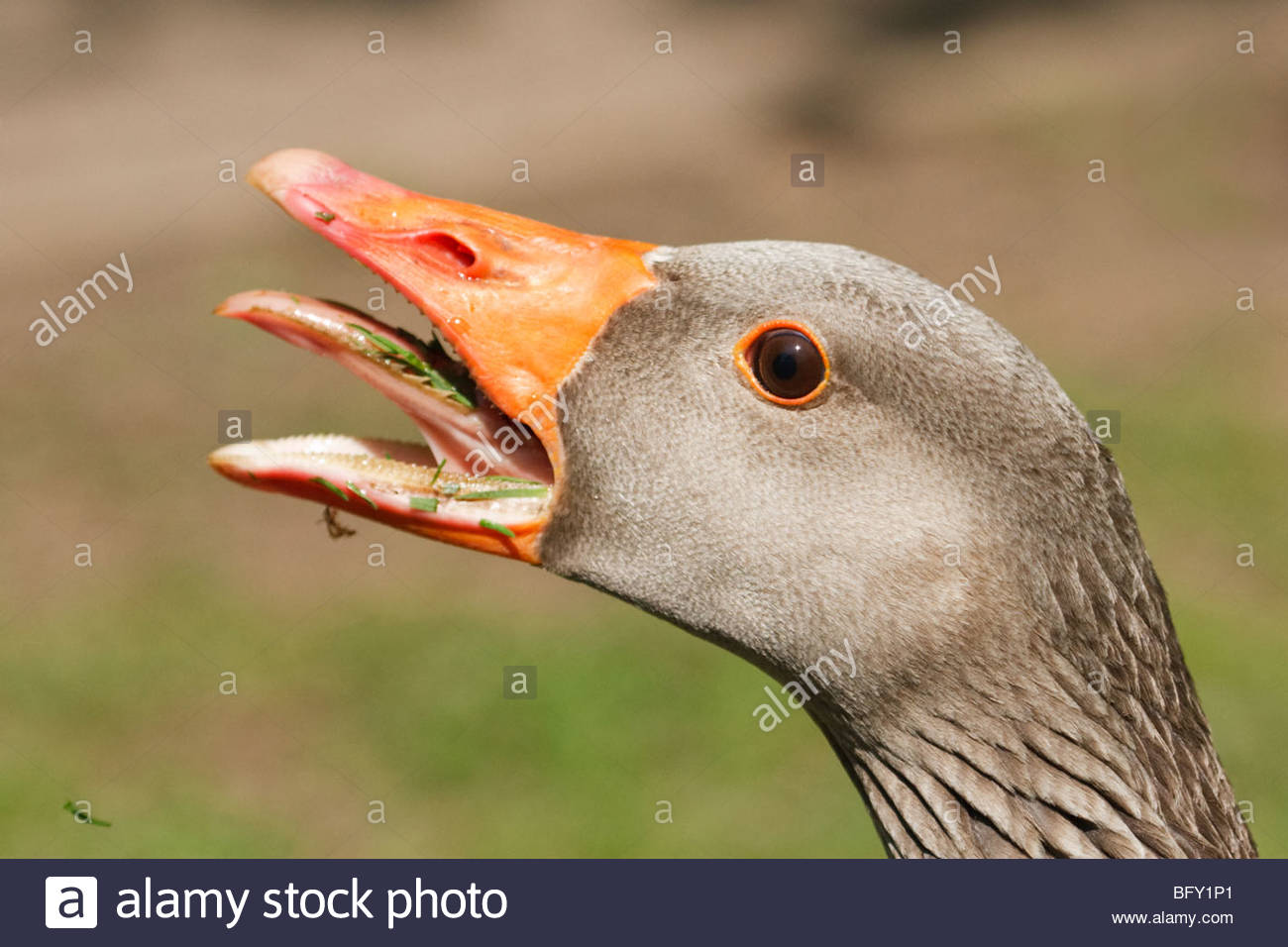 True Goose High Resolution Stock Photography and Images - Alamy
