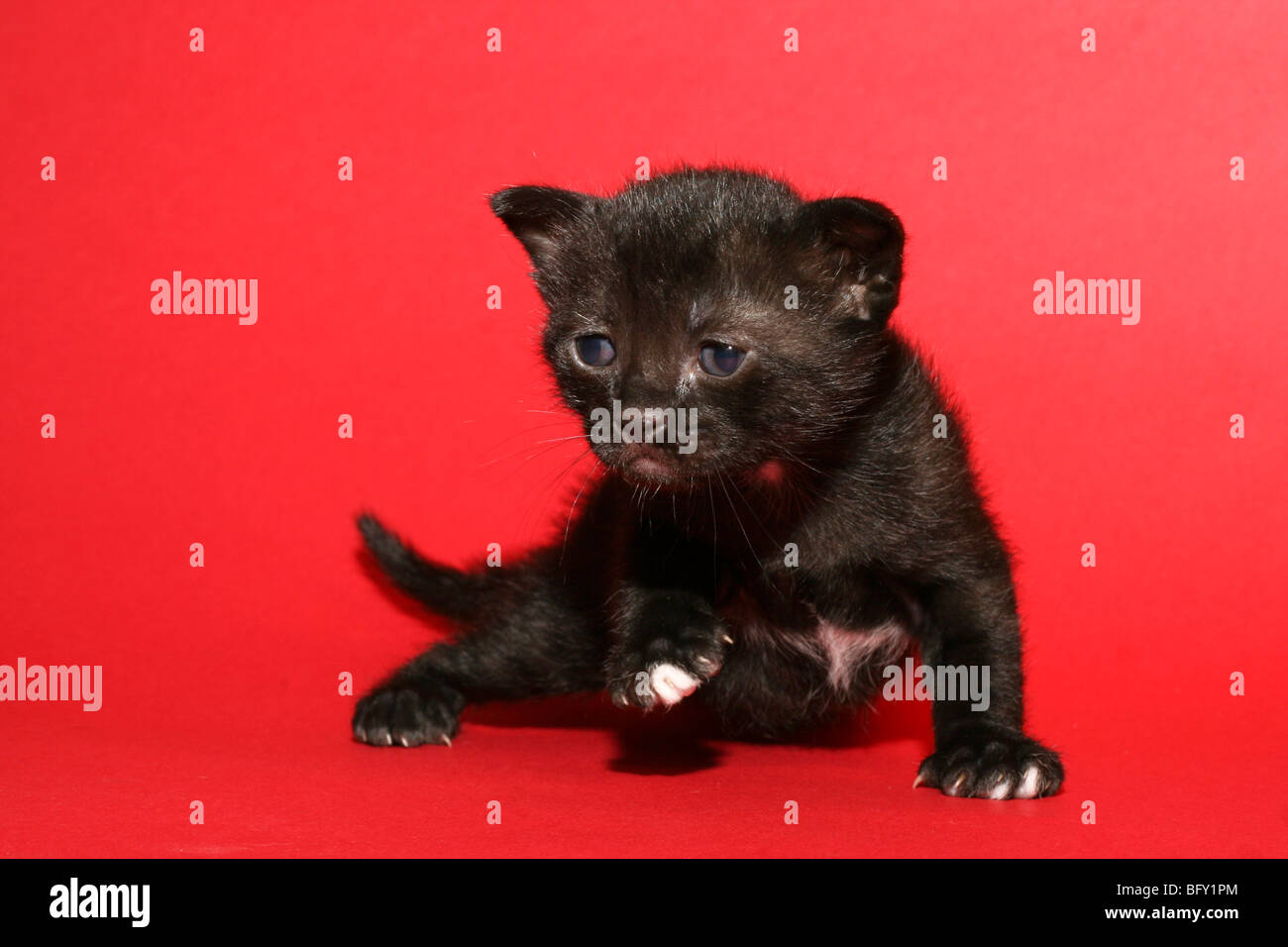 One week old kitten hi-res stock photography and images - Alamy