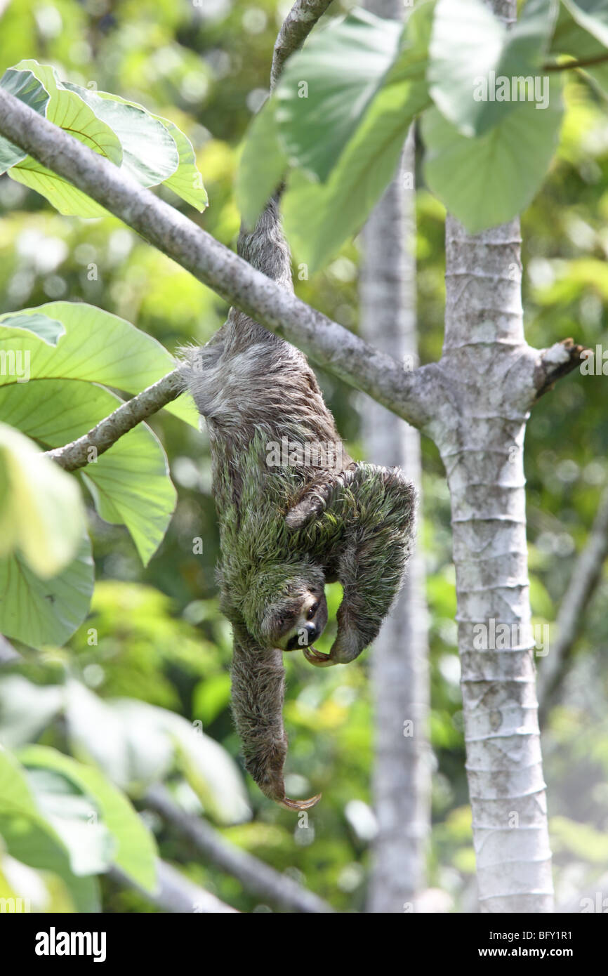 Brown-throated Three-toed Sloth Stock Photo - Alamy