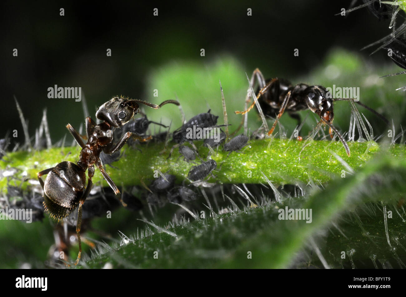 Garden ants (Lasius niger) tending black aphids Stock Photo - Alamy