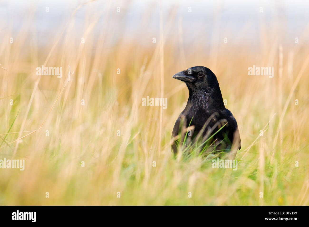 Carrion Crow foraging in long grass Stock Photo - Alamy
