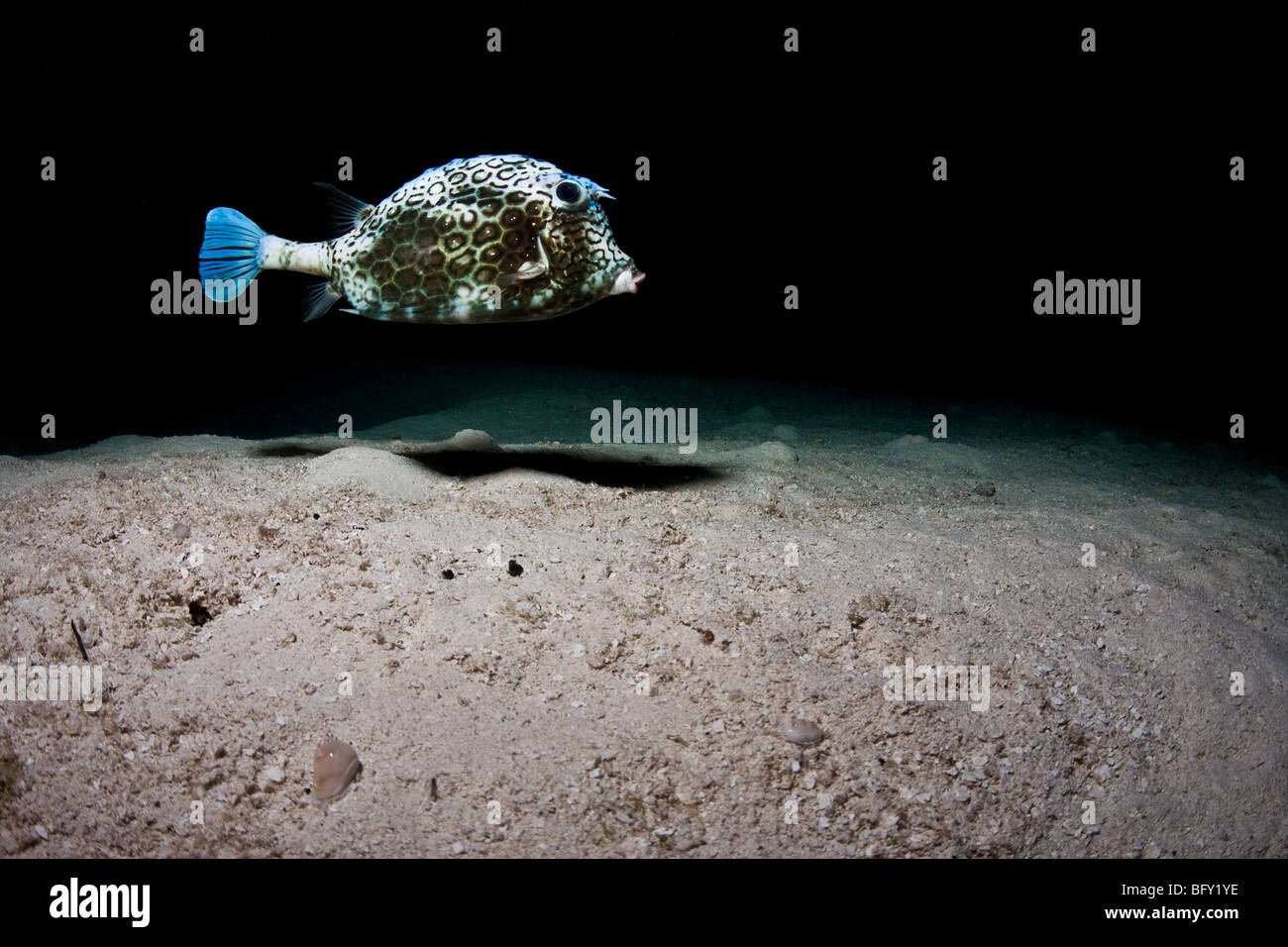 Night dive in Cozumel Stock Photo - Alamy