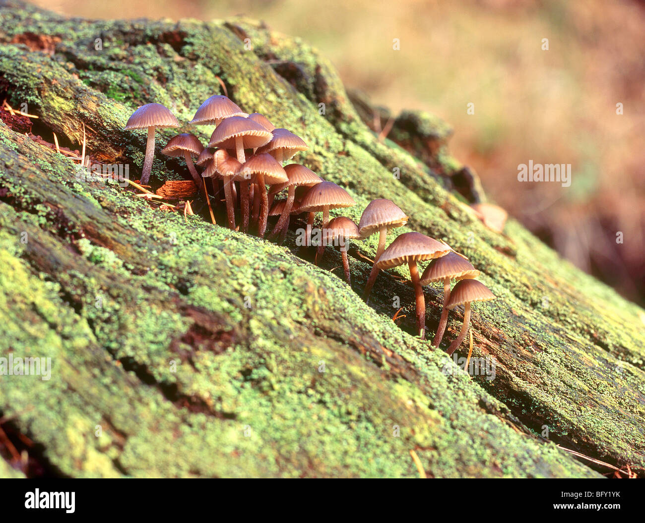 Fungi on a log Stock Photo - Alamy