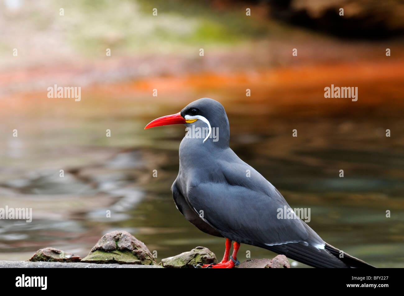 Inca Tern- Larosterna inca Stock Photo - Alamy