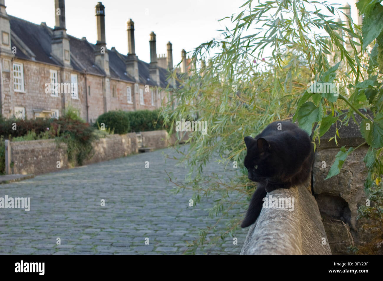 Cat terrace hi-res stock photography and images - Alamy