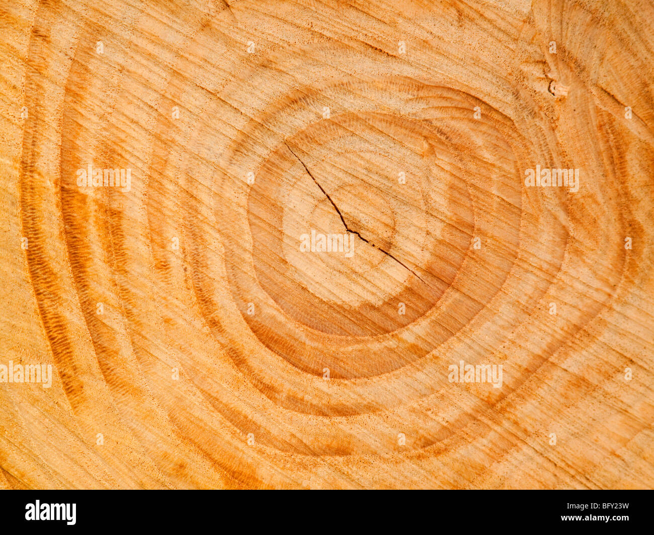 View of a chopped tree showing growth rings used to determine its age ...