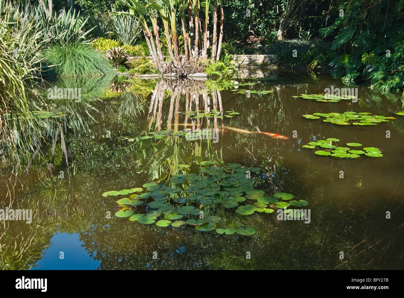 Large lily pond Stock Photo - Alamy