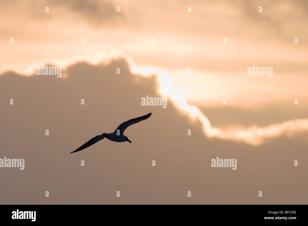 Herring gull flying into setting sun Stock Photo - Alamy