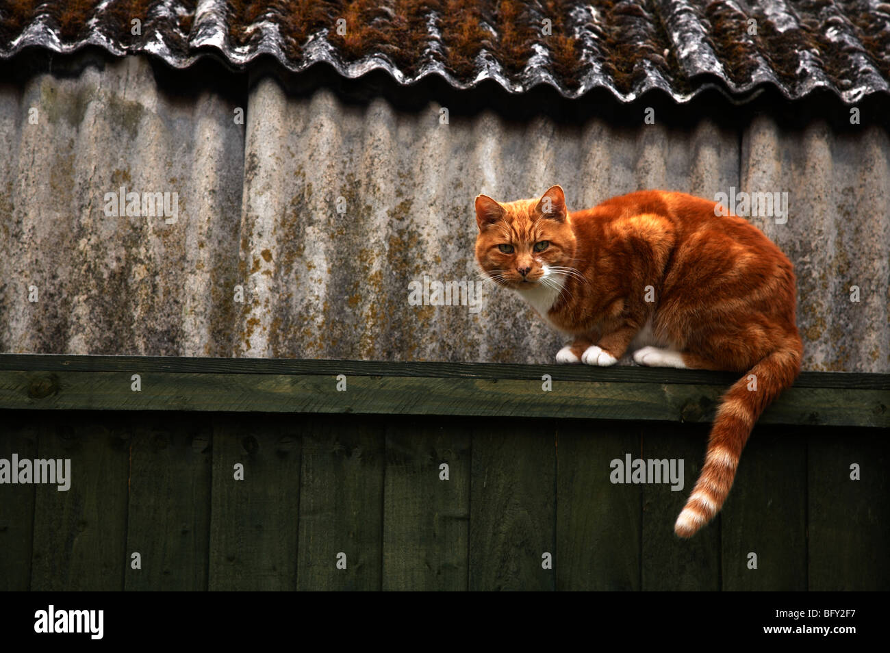 Ginger cat sitting on fence Stock Photo - Alamy