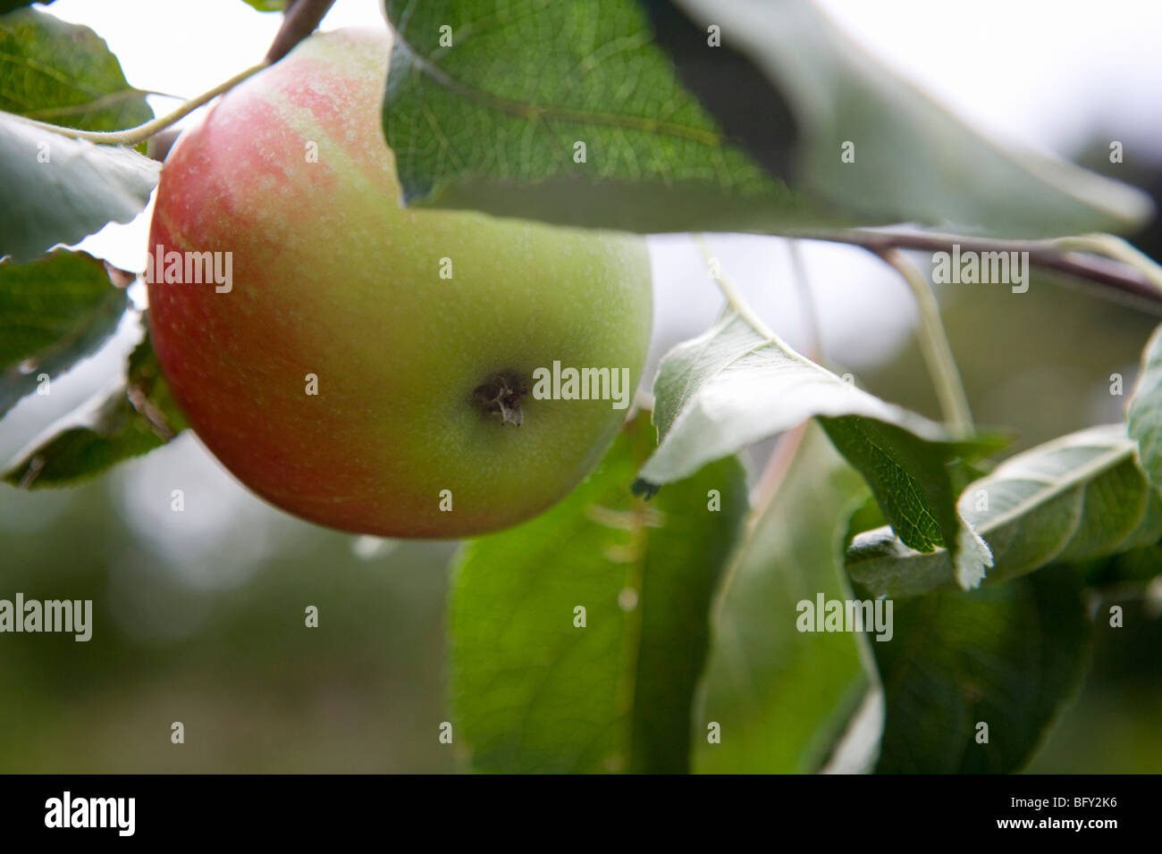 Perfect ripe red apple Stock Photo - Alamy