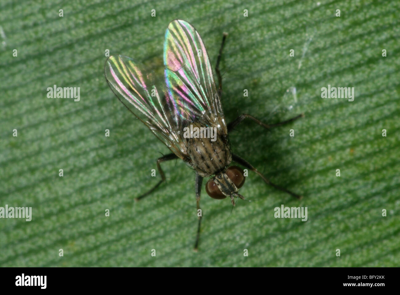 A hunter fly (Coenosia attenuata) a predatory fly on a leaf Stock Photo ...