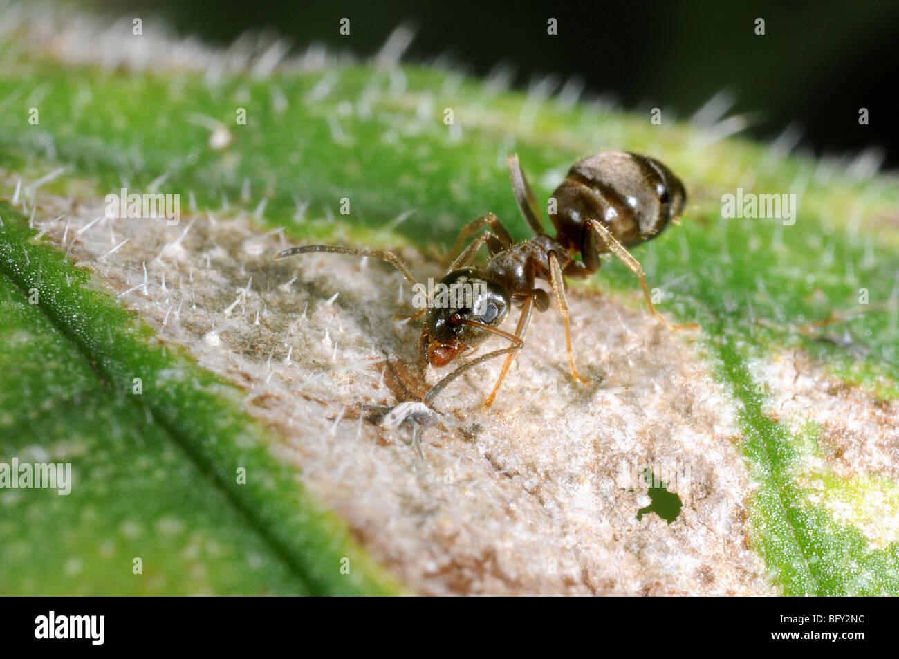 Ant legs hi-res stock photography and images - Alamy