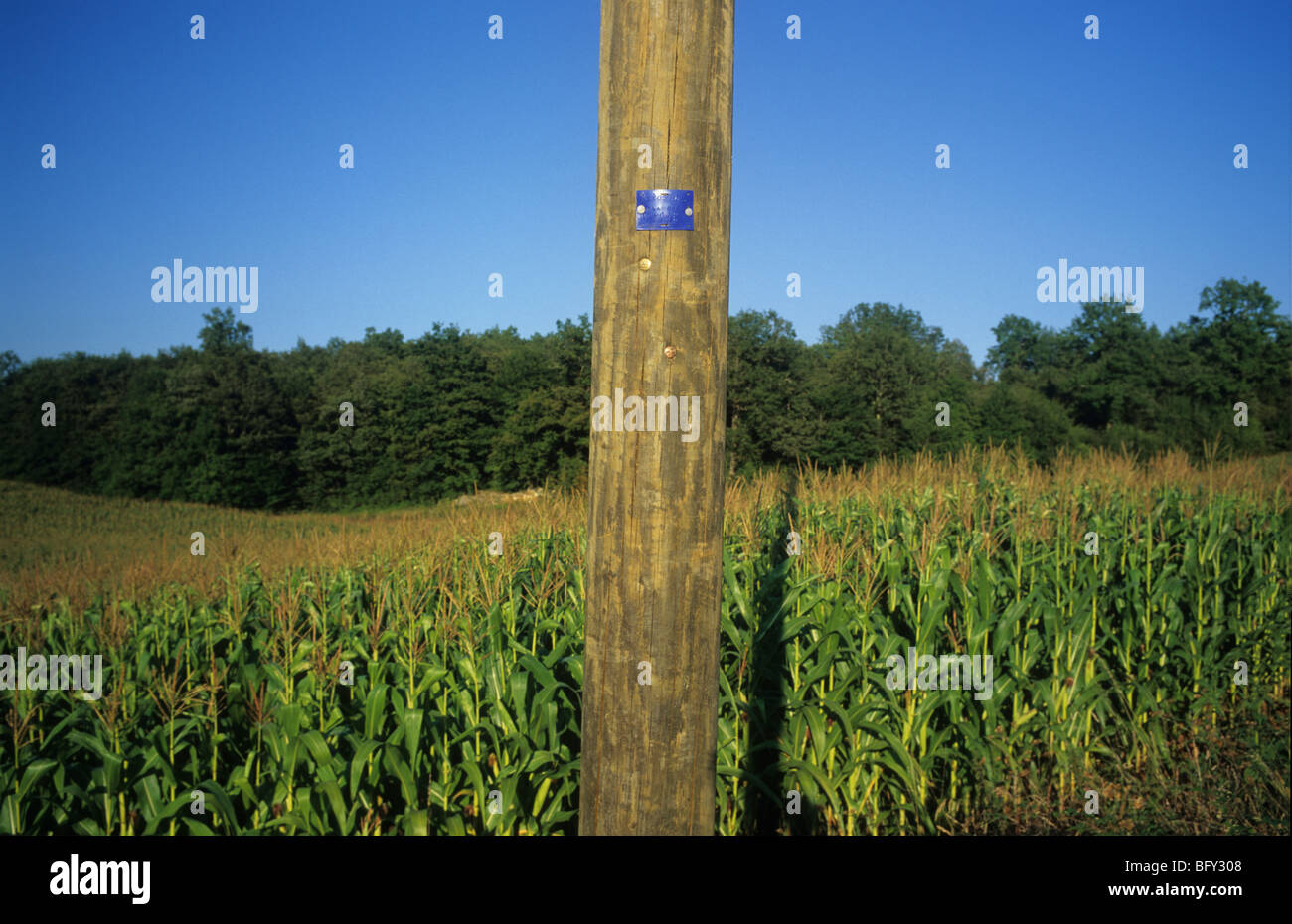 A telegraph pole with a small blue plastic sign on it in a French farm ...