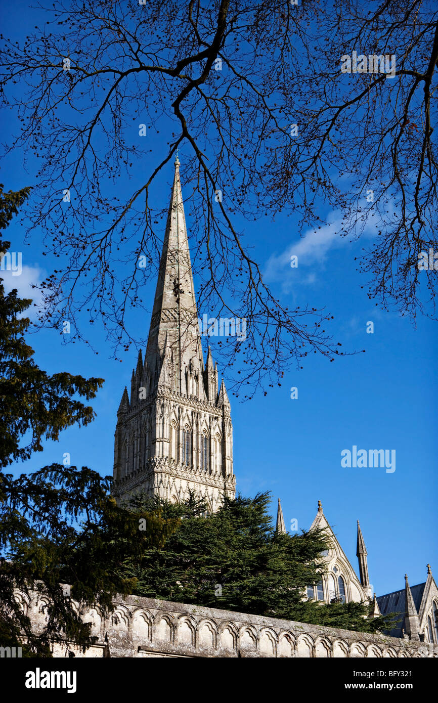 Salisbury Cathedral in November, Wiltshire, UK with bare winter ...