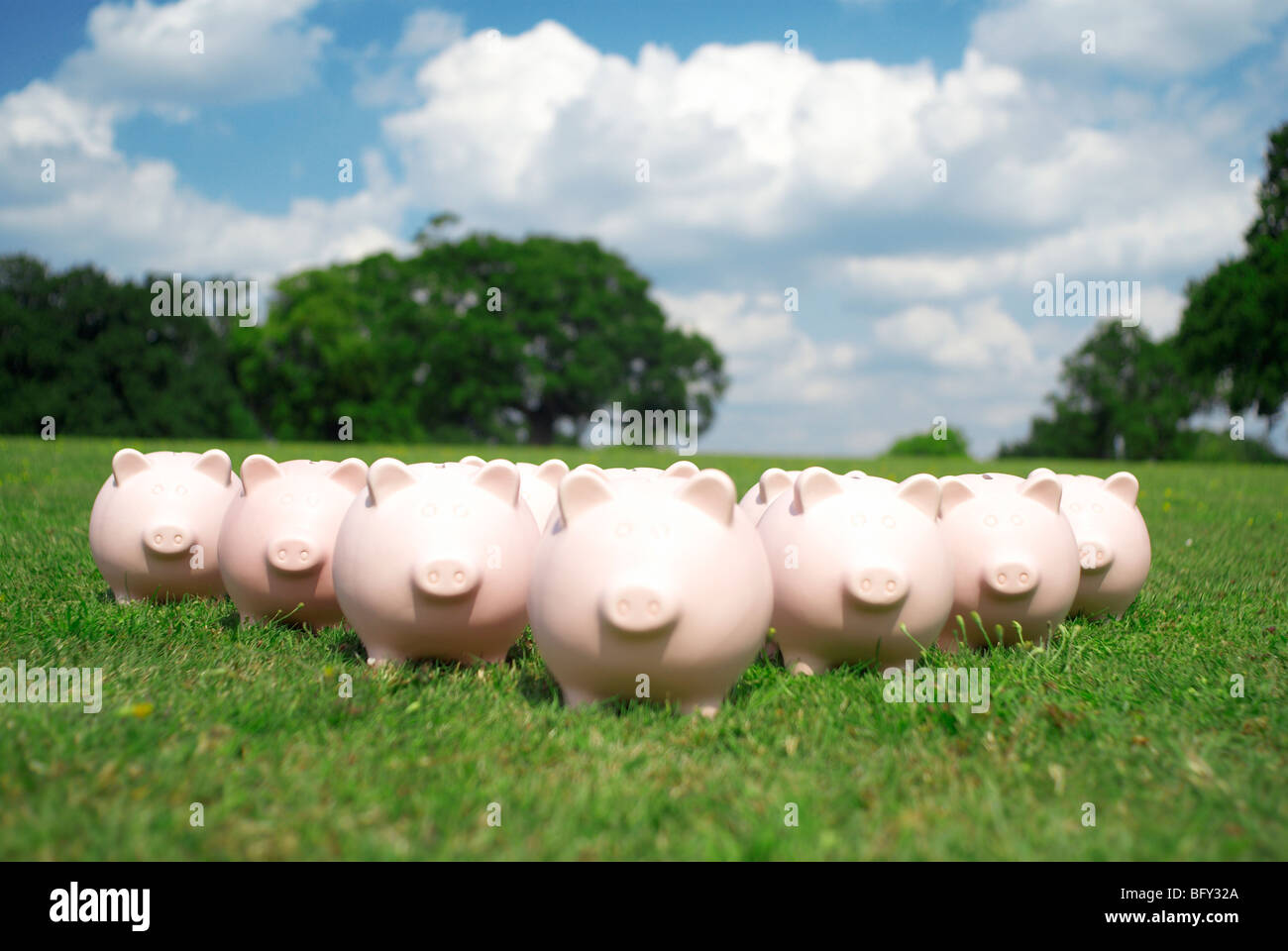 pigs in a field Stock Photo - Alamy