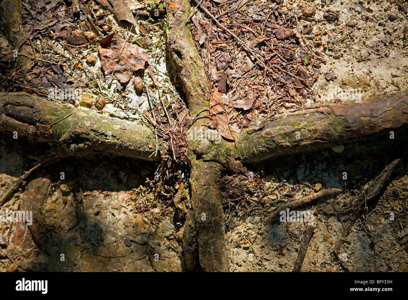 Above Ground Tree Roots Stock Photos & Above Ground Tree Roots Stock ...