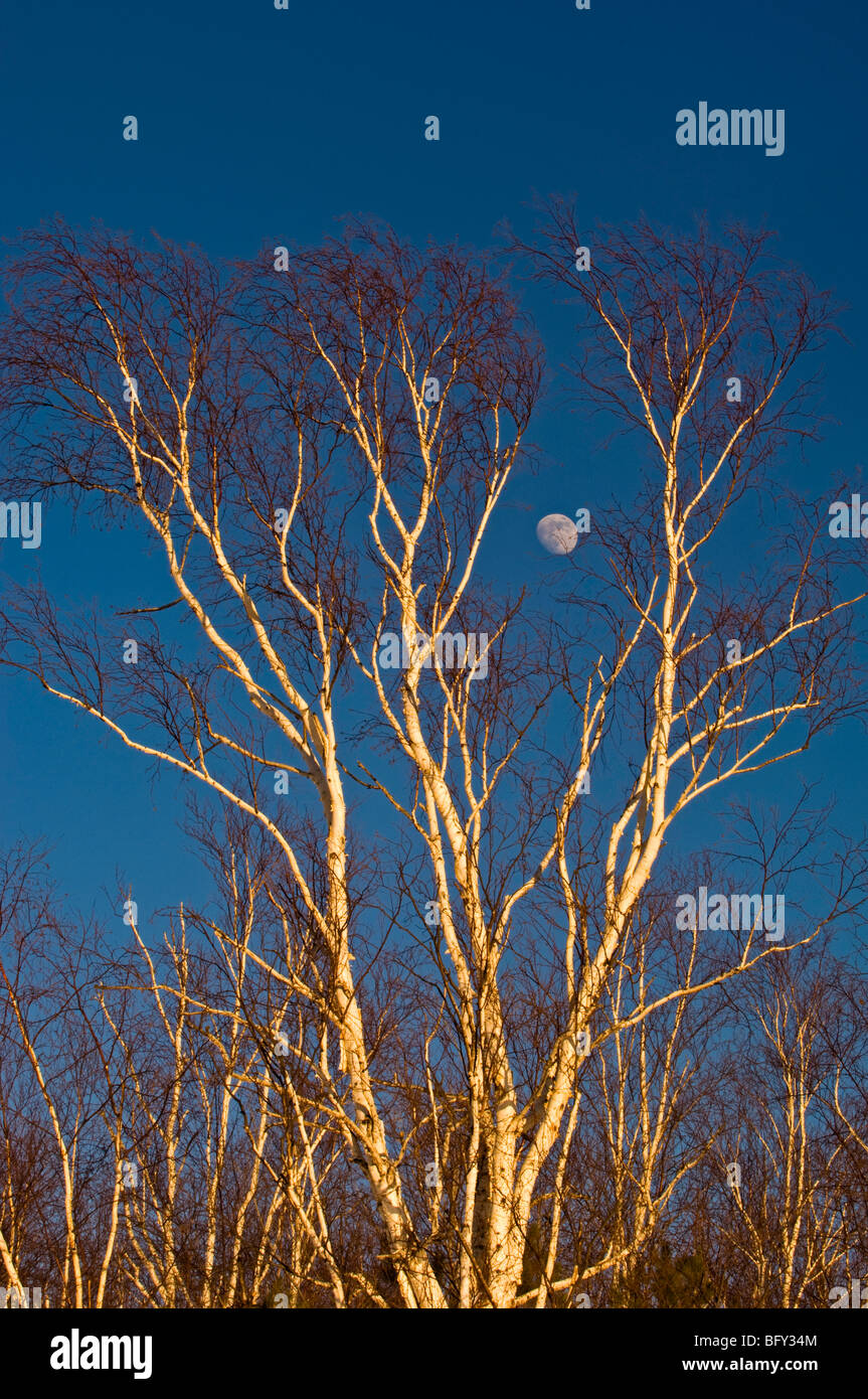 Moon and stems hi-res stock photography and images - Alamy