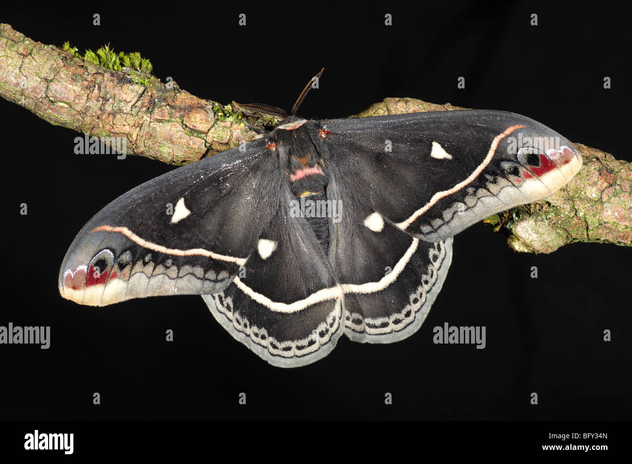 Calleta Silkmoth Caterpillar
