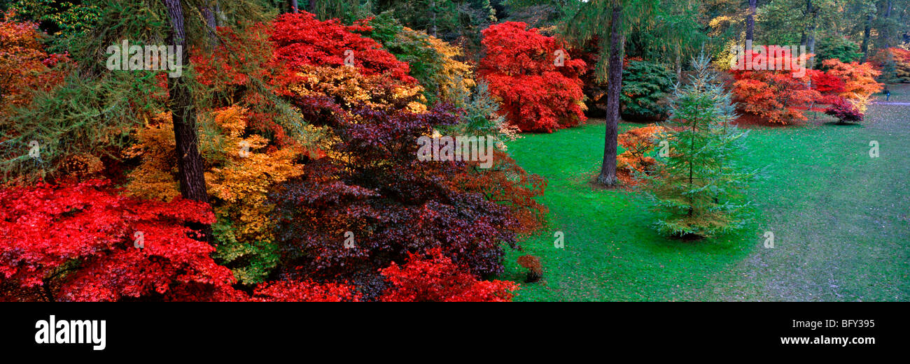 Westonbirt national arboretum color hi-res stock photography and images ...