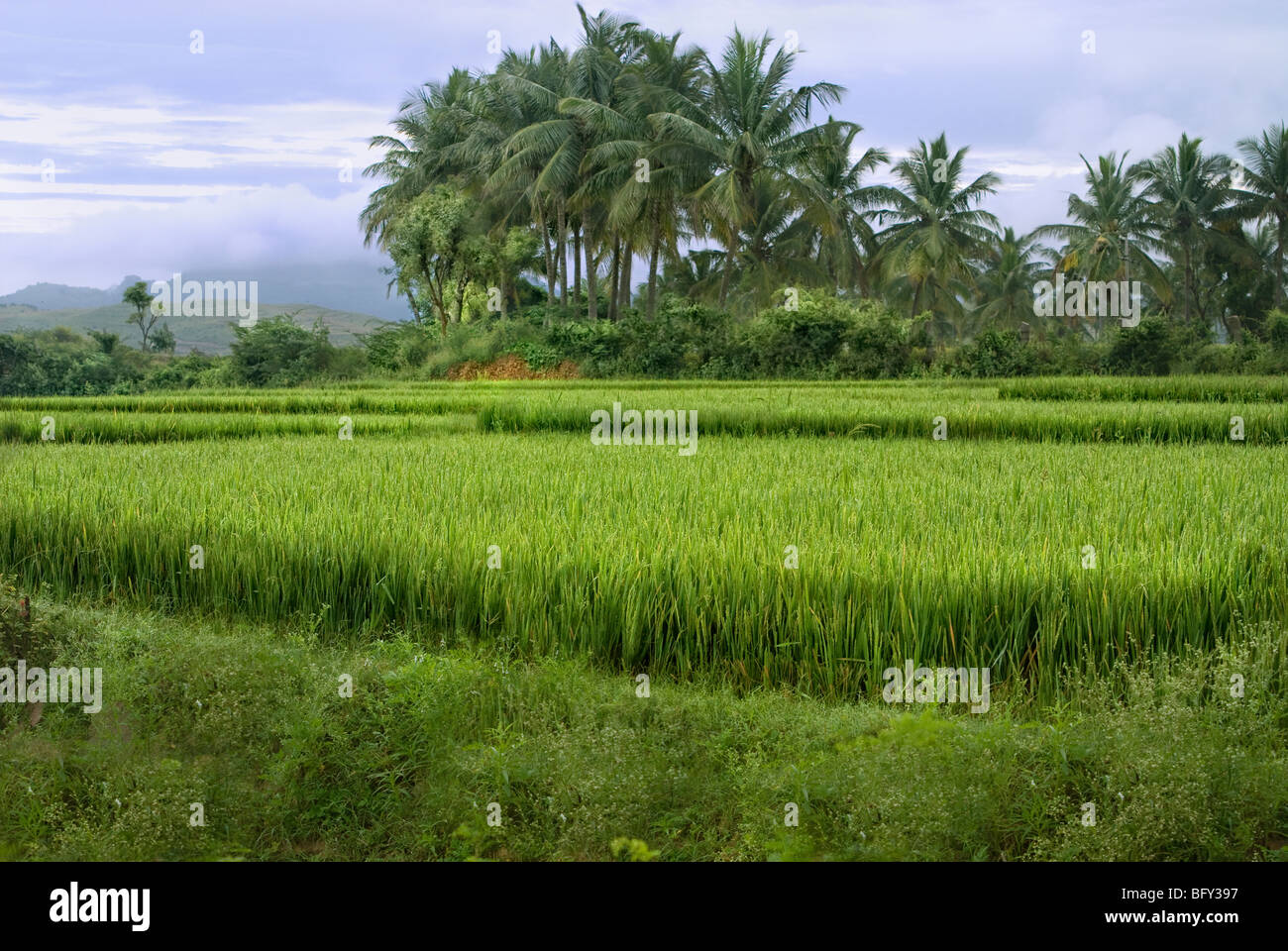 landscape of rice fields Stock Photo - Alamy