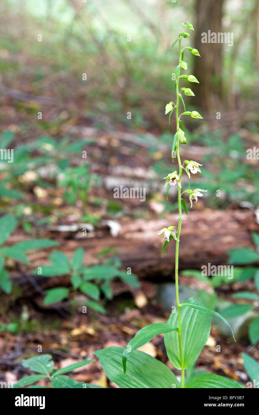 EPIPACTIS HELLEBORINE; BRITISH NATIVE BROAD-LEAVED HELLEBORINE ORCHID Stock Photo - Alamy