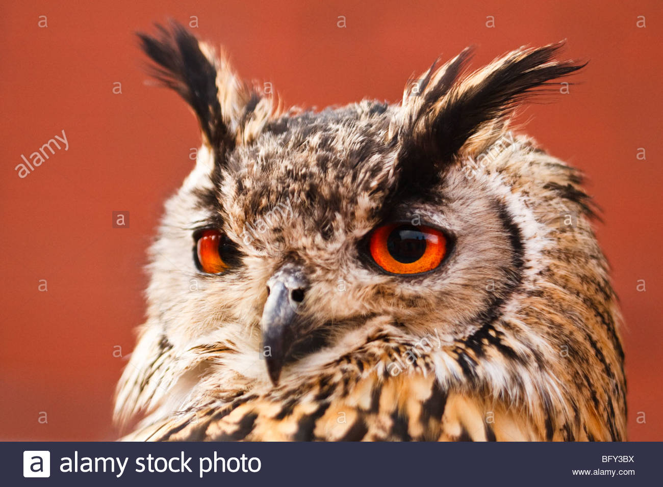 Owl Head Turned Stock Photos & Owl Head Turned Stock Images - Alamy