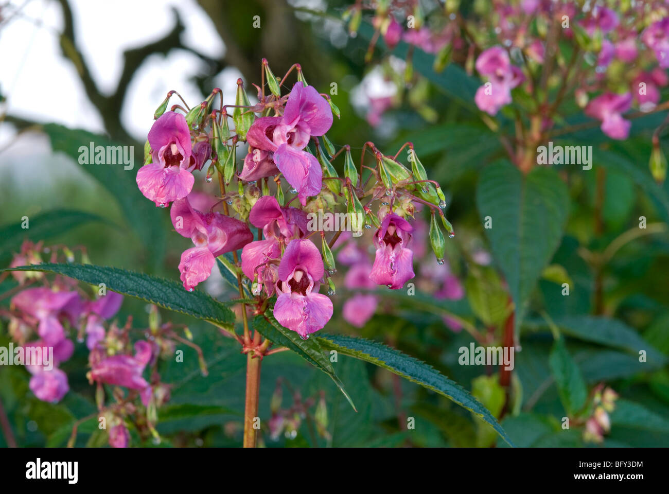IMPATIENS GLANDULIFERA; HIMALAYAN BALSAM FLOWERS Stock Photo - Alamy