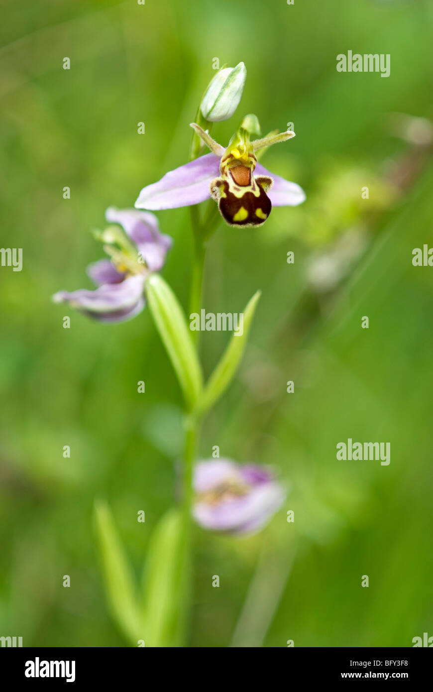 OPHRYS APIFERA; BEE ORCHID Stock Photo - Alamy