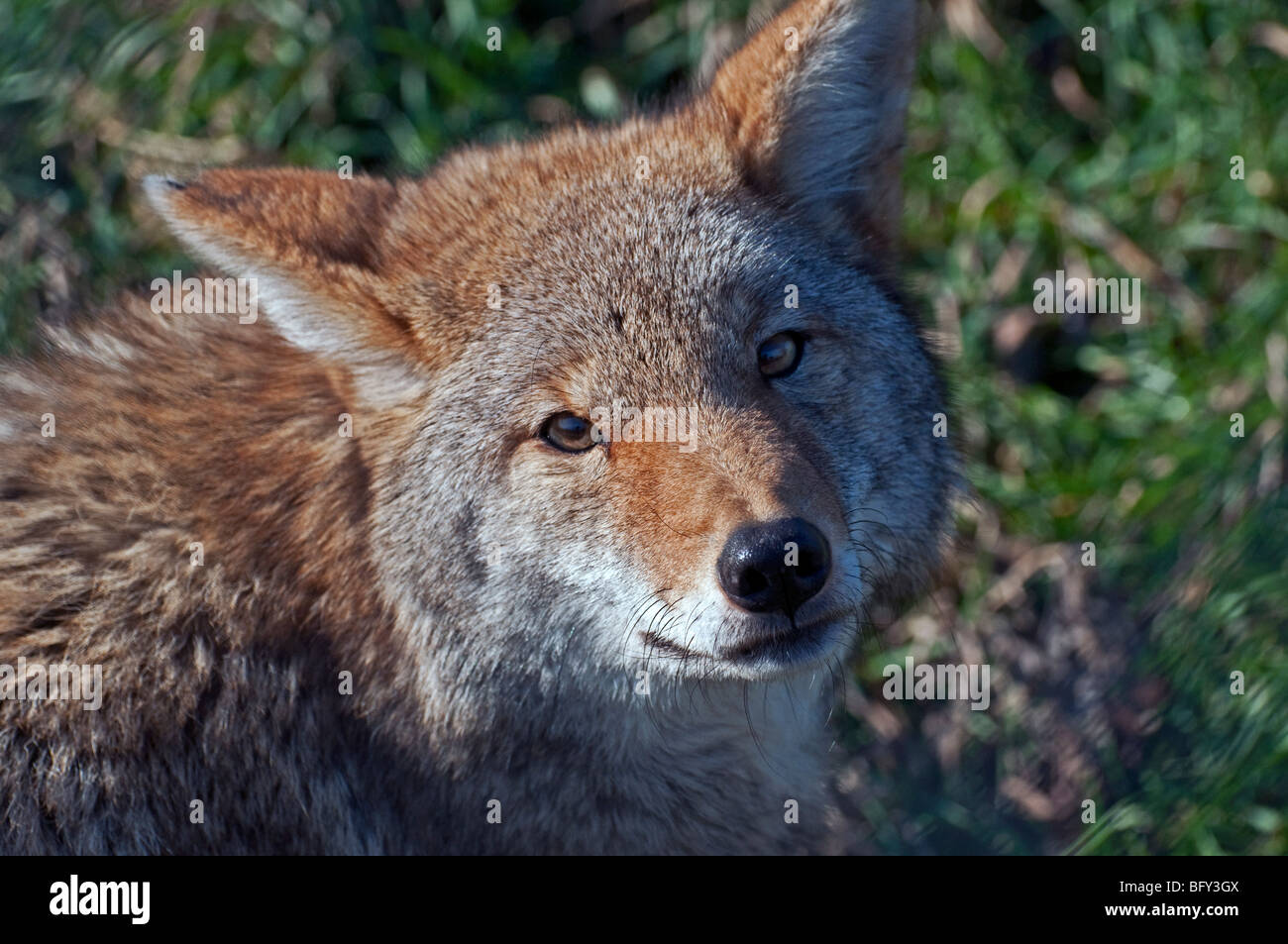 Close-up of a Coyote Stock Photo - Alamy