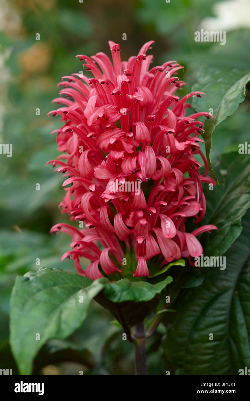 JUSTICIA CARNEA; FLAMINGO PLANT Stock Photo - Alamy