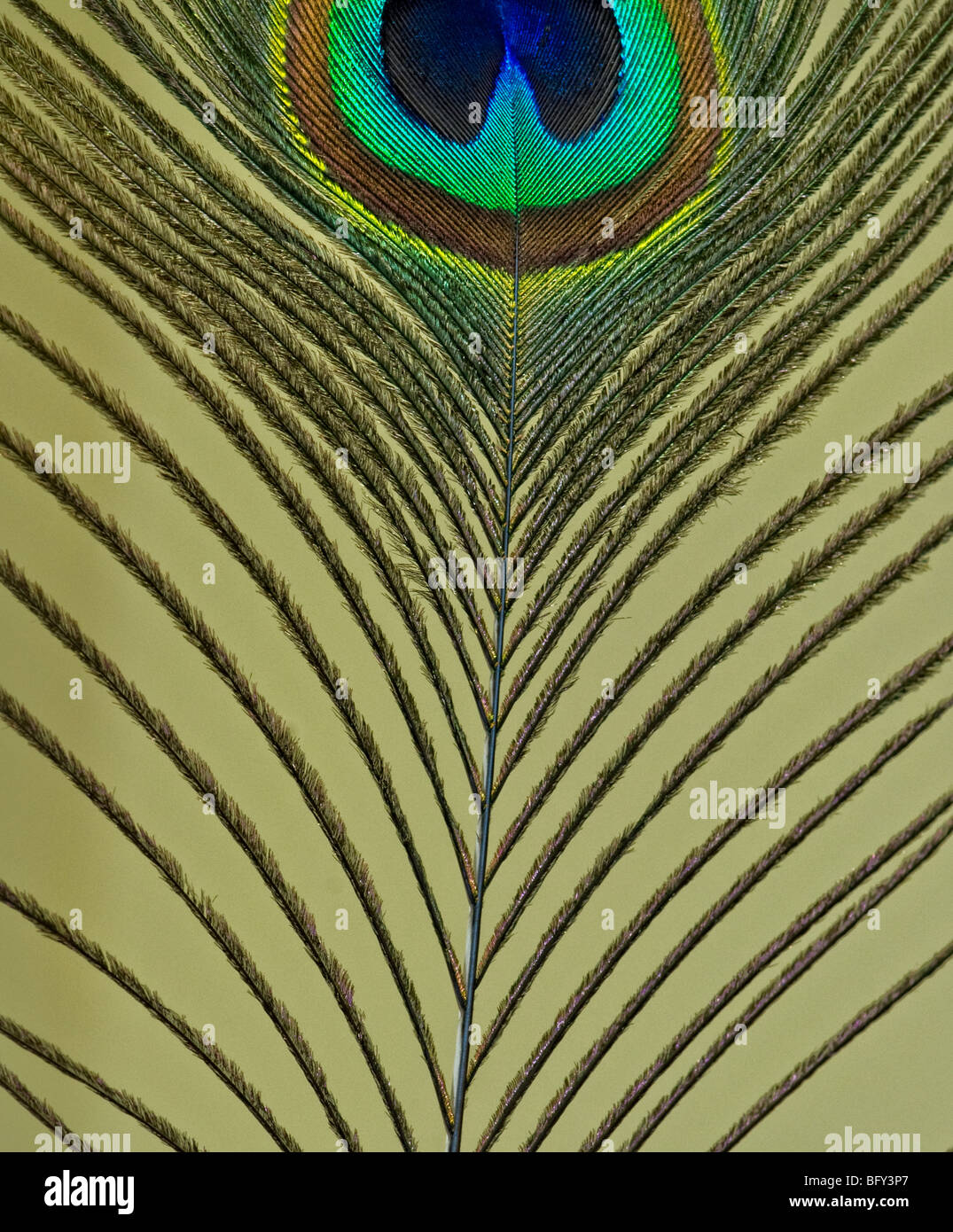 macro photo of peacock feather Stock Photo - Alamy