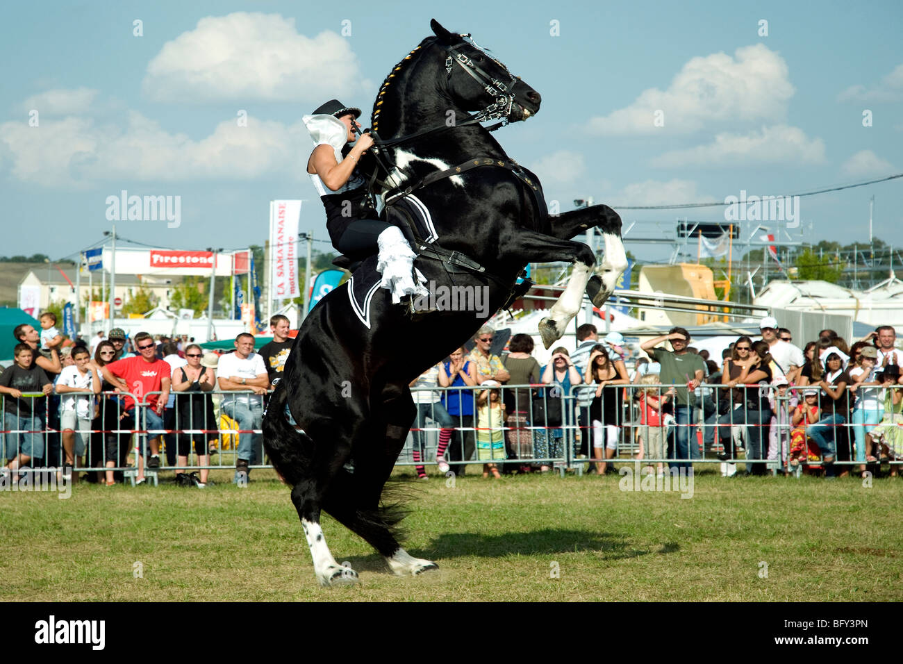 Standing tall, a handsome black horse and its elegant rider display ...