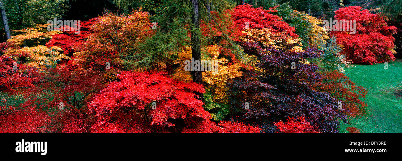 Westonbirt national arboretum color hi-res stock photography and images ...