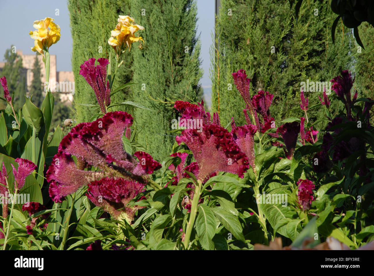 Celosia cristata cockscomb hi-res stock photography and images - Alamy