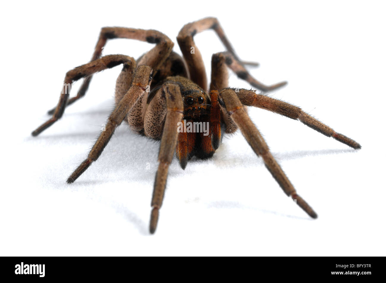 The atlantic forest Cut Out Stock Images & Pictures - Alamy