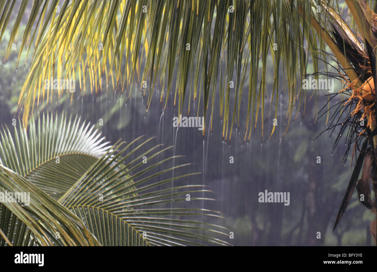 Tropical downpour in Costa Rica Stock Photo - Alamy