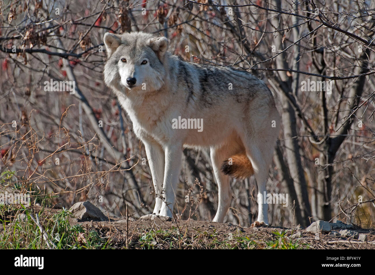 A single Timber Wolf in autumn Stock Photo - Alamy
