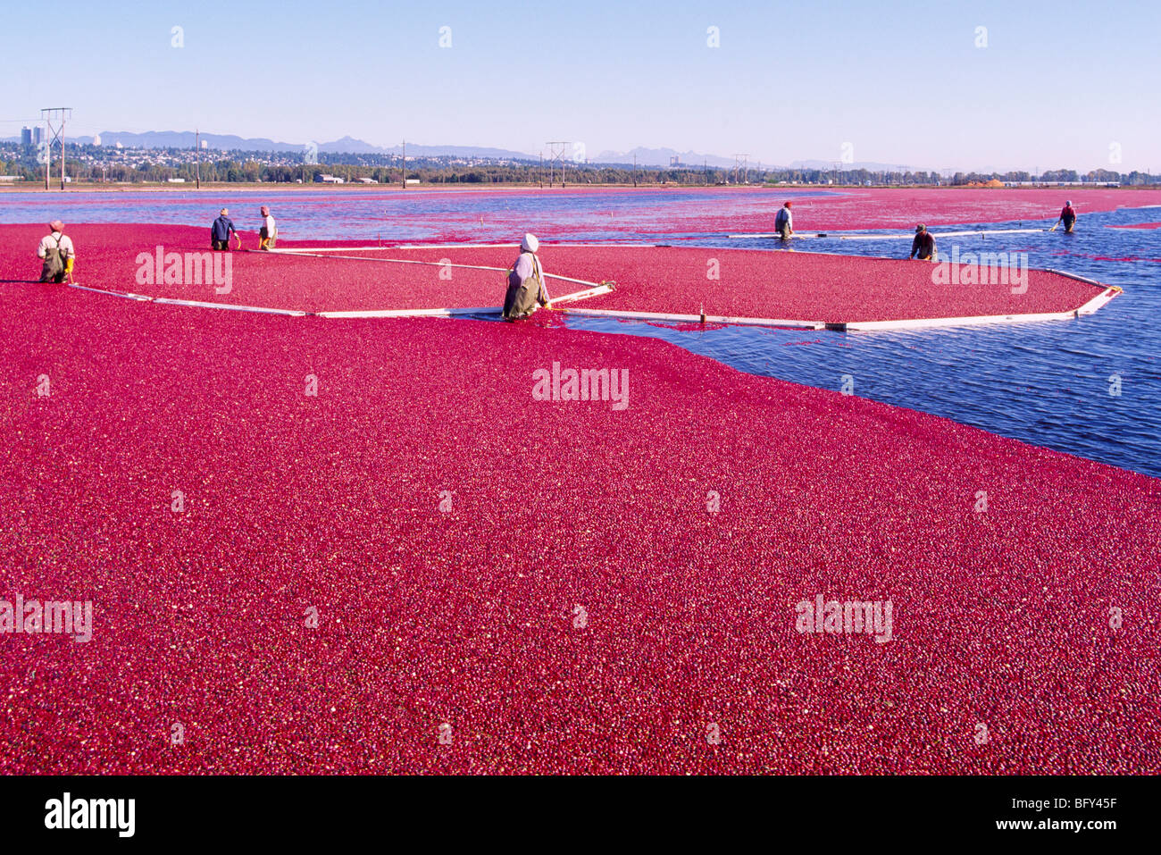 Harvesting bog farmer farm hi-res stock photography and images - Alamy