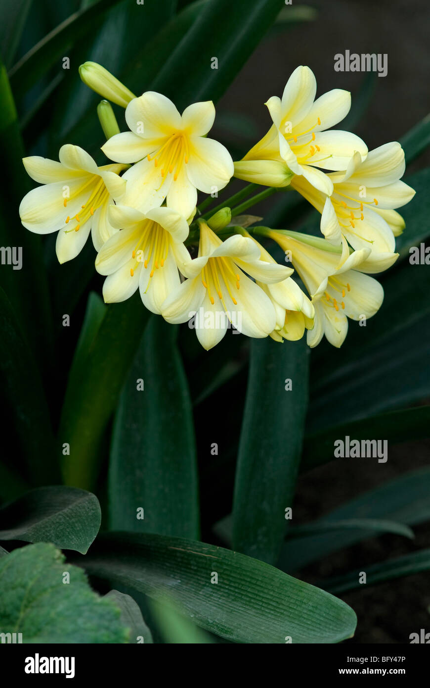 CLIVIA MINIATA VAR.CITRINA Stock Photo - Alamy