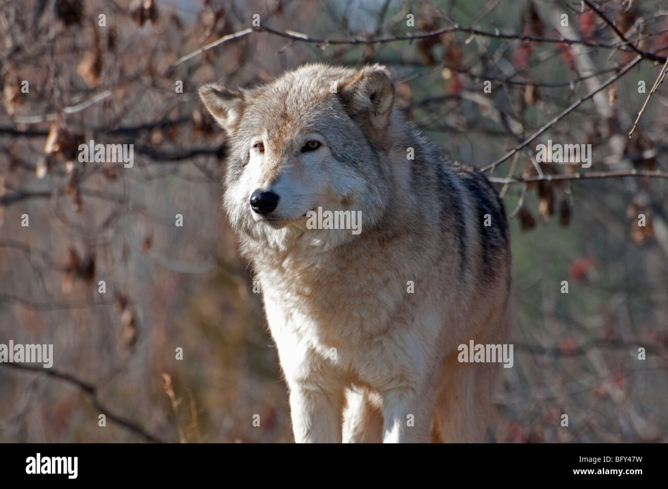 A Timber Wolf in autumn Stock Photo - Alamy