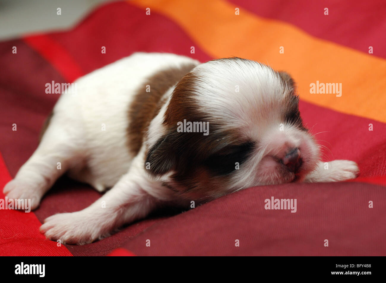 Birth born puppy dog hi-res stock photography and images - Alamy