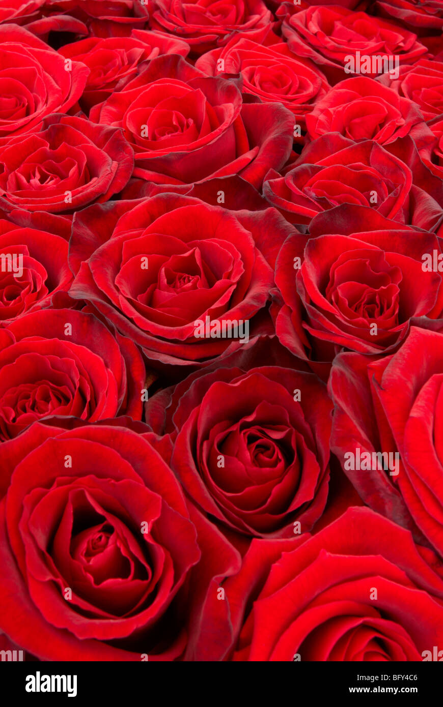 Red roses with the crowd hi-res stock photography and images - Alamy