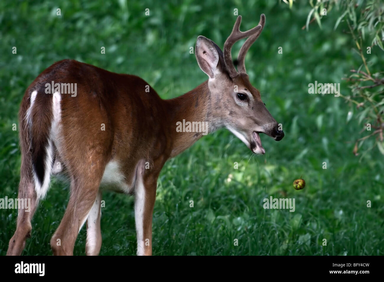 Deer eating apple hi-res stock photography and images - Alamy