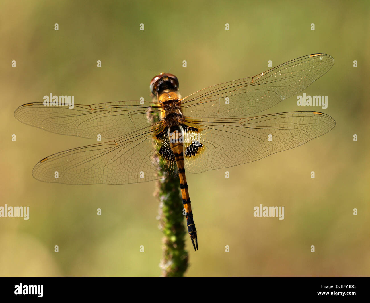 gold and black striped dragonfly at rest on plant at Kanha India with ...